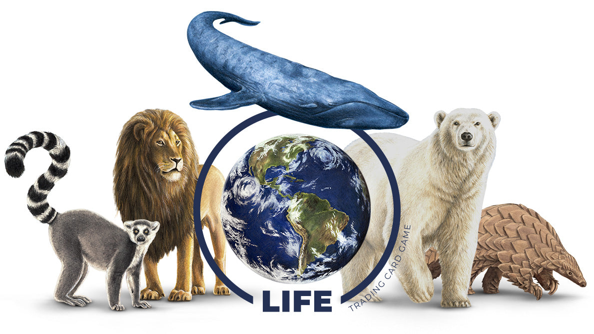 LIFE TCG – lifetcg.com