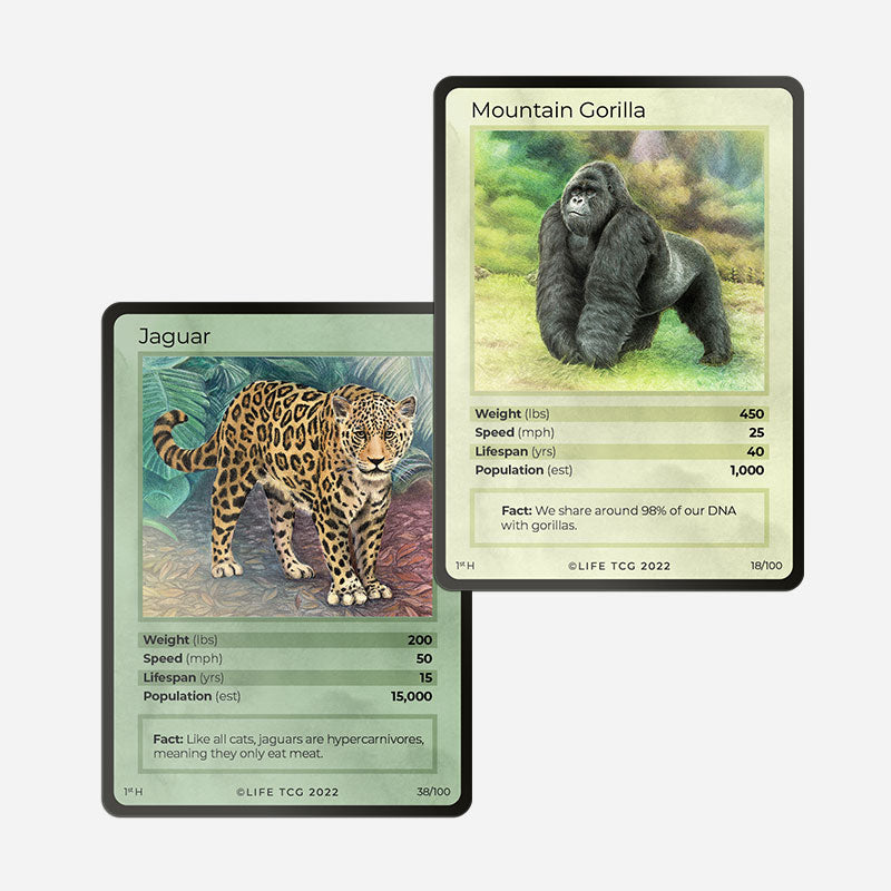 1st Edition Gold Booster Box – lifetcg.com